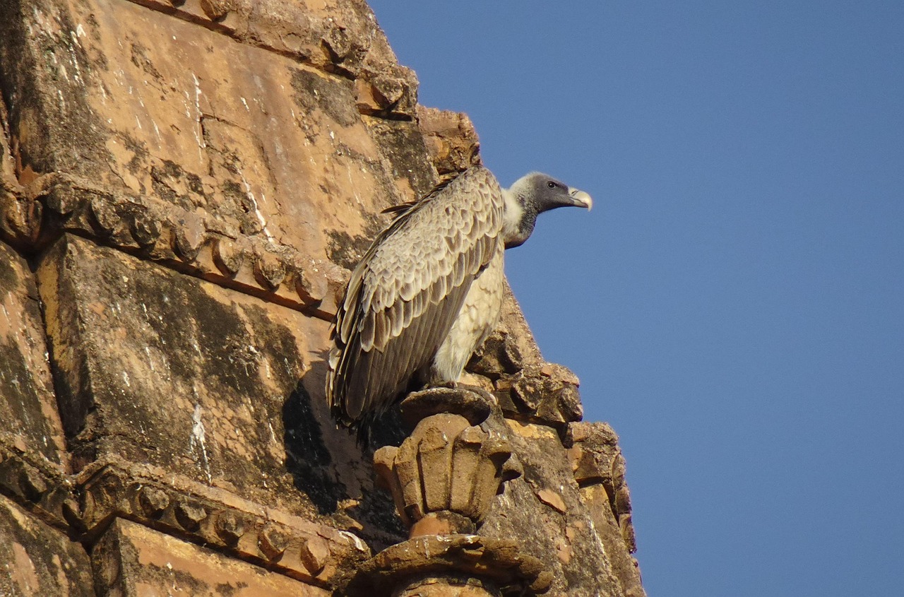 ハゲタカ インドハゲワシ 鳥 - Pixabayの無料写真 - Pixabay