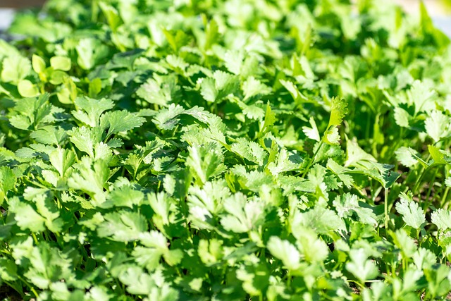 30+ Free Coriander Leaves & Coriander Photos - Pixabay