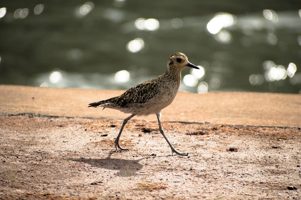 Pájaro Chorlitejo Dorado Del - Foto gratis en Pixabay