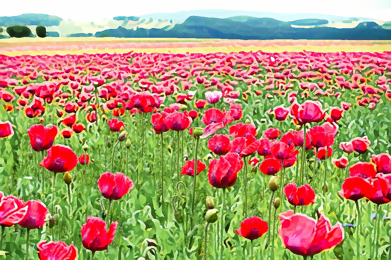 Poppies Bunga Alam - Foto gratis di Pixabay - Pixabay