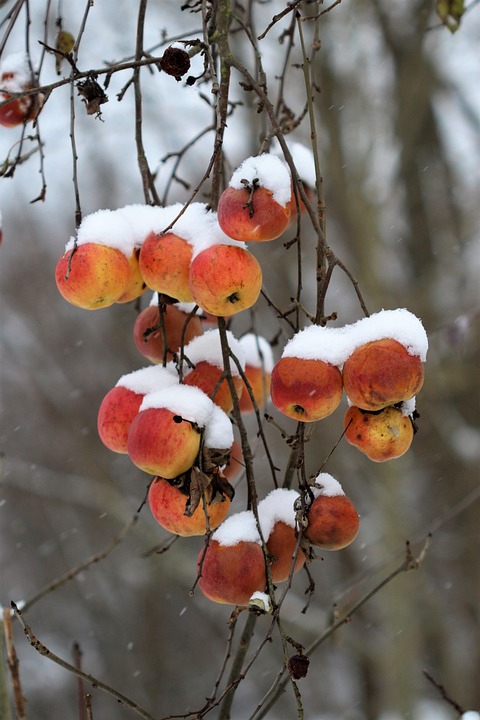 Apples Frost Winter Apple - Free photo on Pixabay