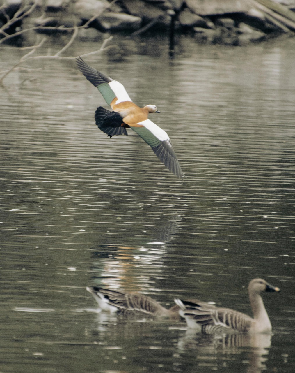 Mallard Ducks Lake Waterfowls - Free photo on Pixabay
