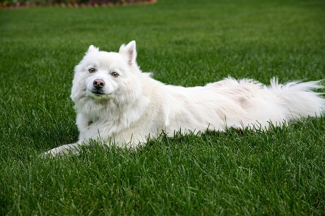 300,000+ Free Dog-Wallpaper & Dog Images - Pixabay