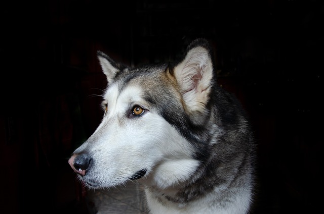 Dog Pet American - Free photo on Pixabay - Pixabay