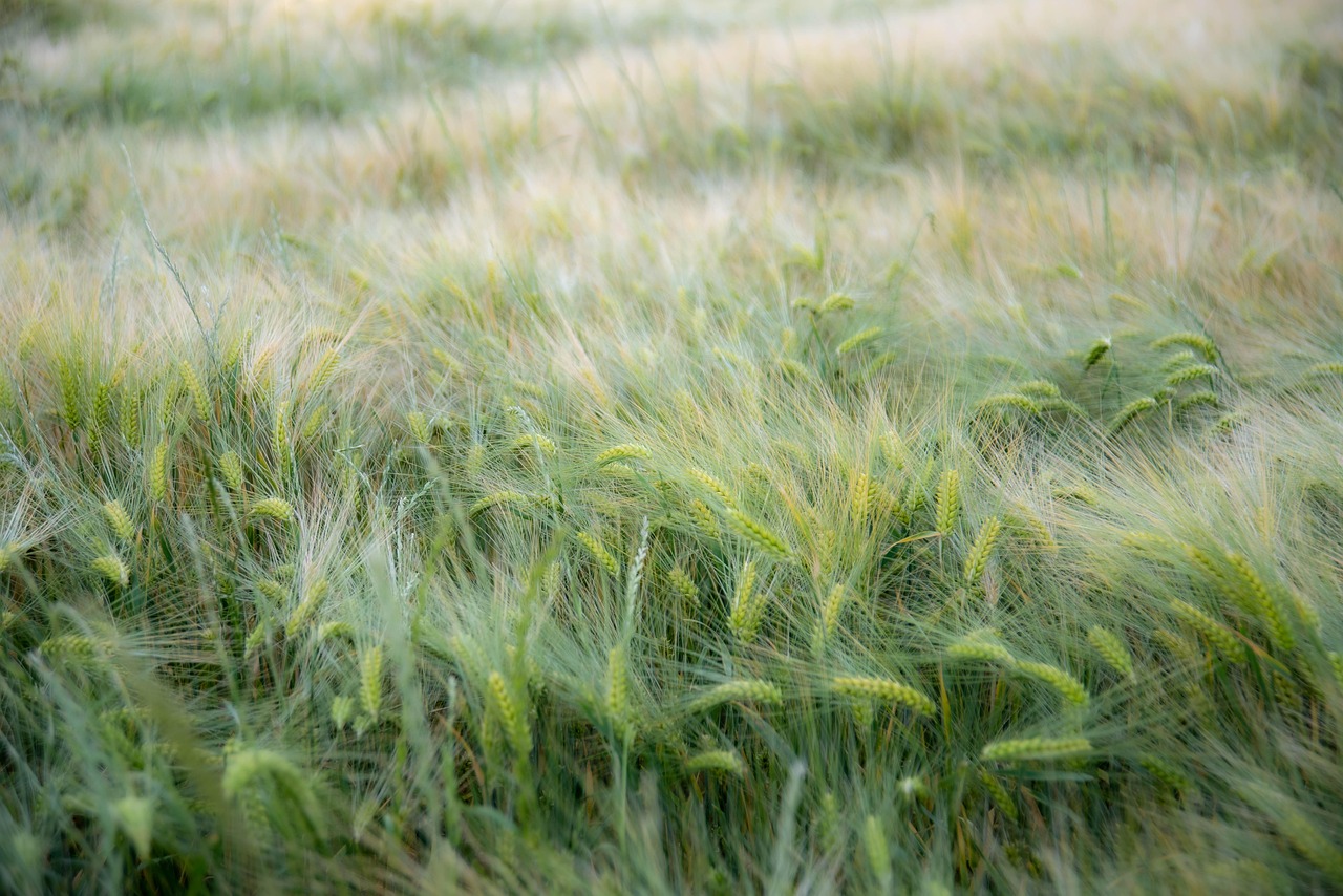 Wheat Meadows Wind - Free photo on Pixabay