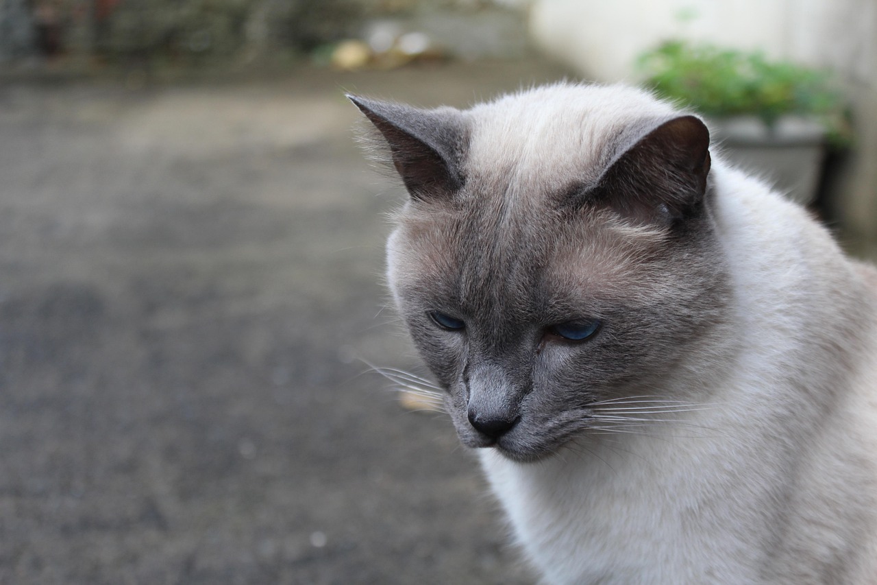 20,000+ Free 4K Cat & Animal Images - Pixabay