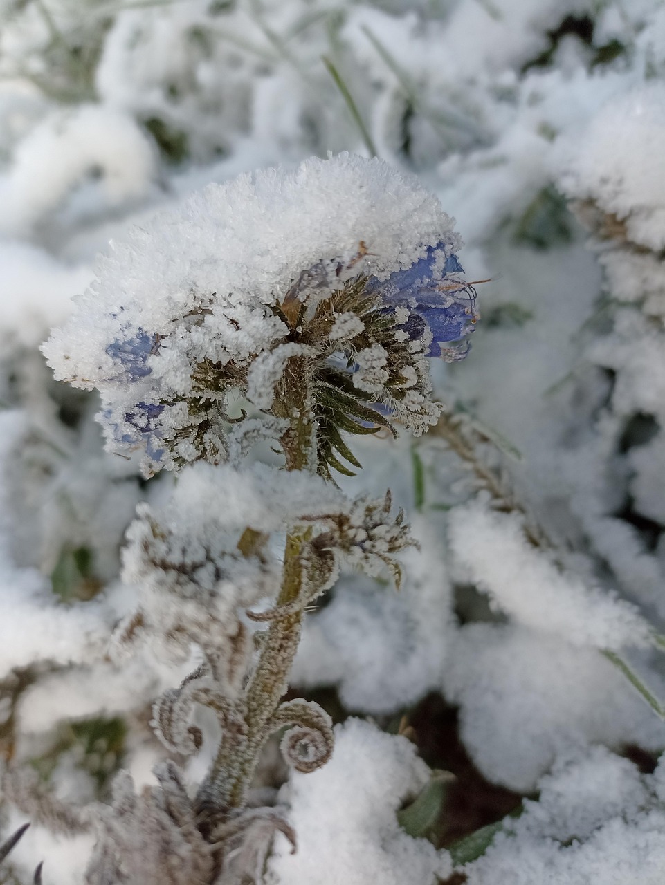 Common Viper Head Nature Frost - Free photo on Pixabay - Pixabay