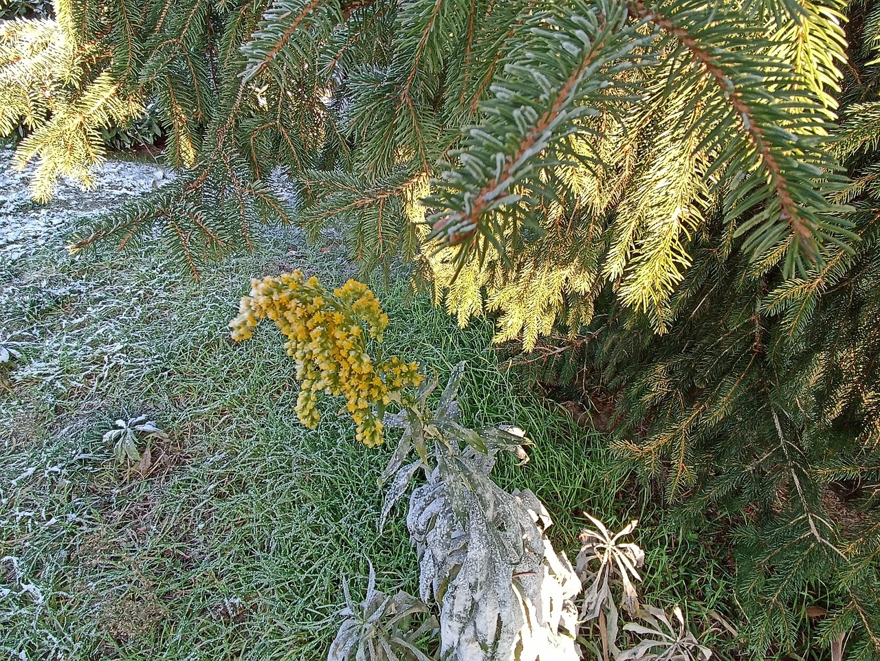 Canadian Goldenrod Wild Herbs - Free photo on Pixabay - Pixabay