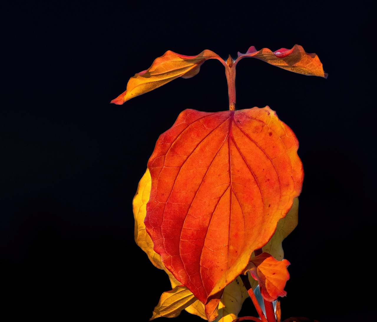 Leaves Plant Fall - Free photo on Pixabay - Pixabay