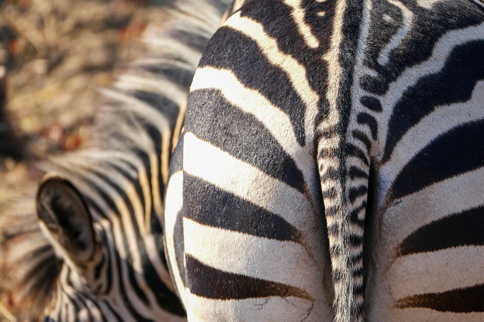 Cebra Fauna Silvestre Safari - Foto gratis en Pixabay - Pixabay