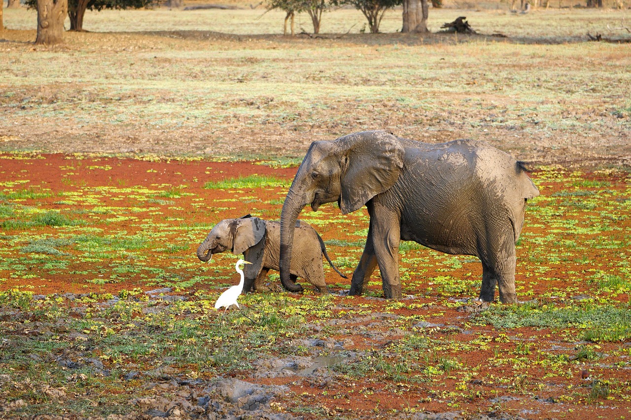 100+ Free Zambia & Nature Images - Pixabay