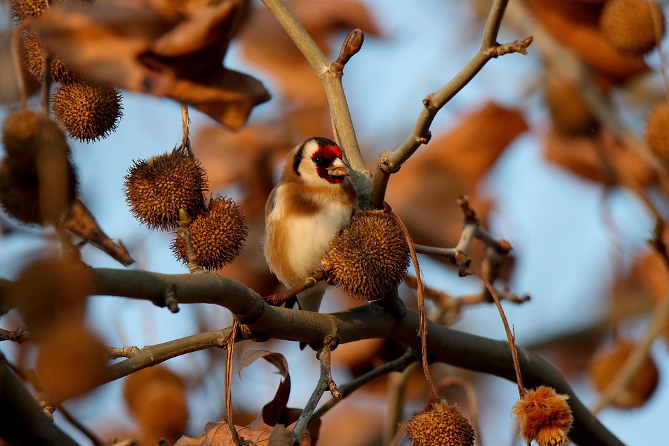 Bird Goldfinch Animal - Free photo on Pixabay
