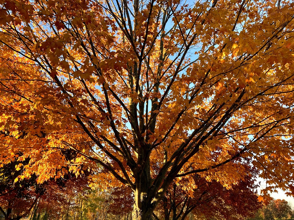 Fall Leaves Tree - Free photo on Pixabay - Pixabay