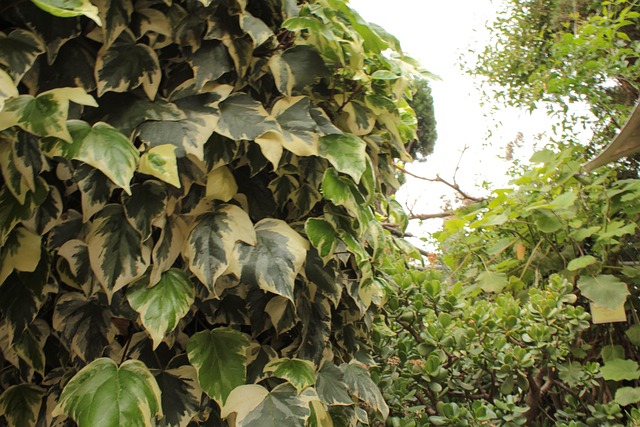 Climbing Plant Yard Nature - Free photo on Pixabay - Pixabay