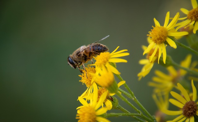 Abeille Fleurs Jaunes - Photo gratuite sur Pixabay - Pixabay