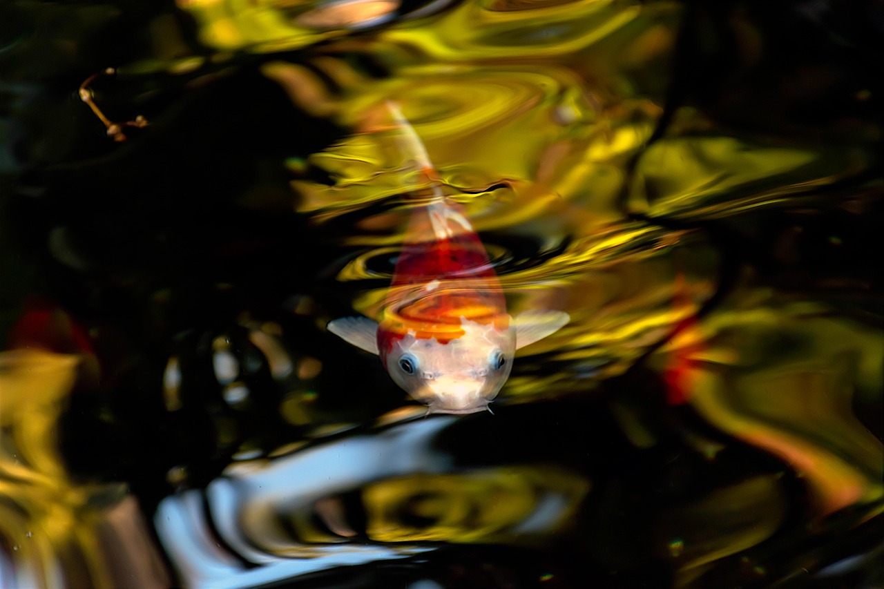 Fish Pond Nature - Free photo on Pixabay