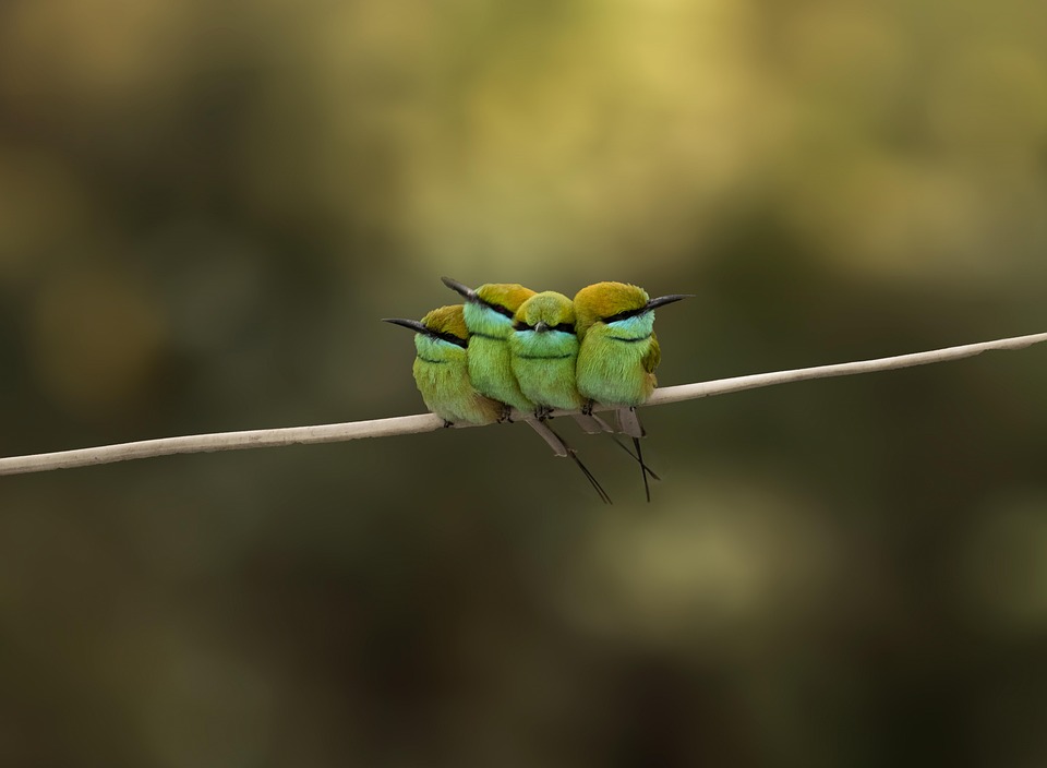 Birds Ornithology Species - Free photo on Pixabay
