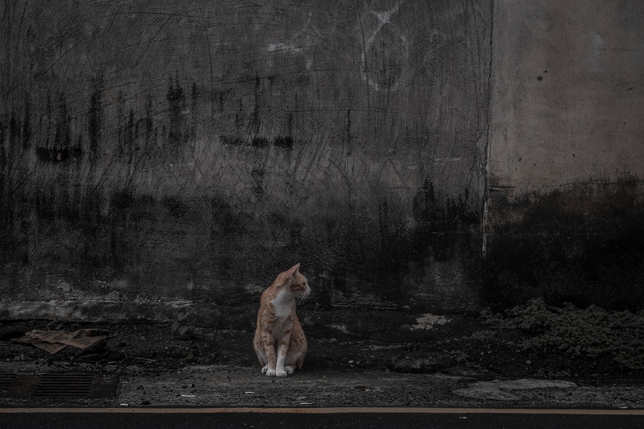 Cat Mur Rue En Plein - Photo gratuite sur Pixabay - Pixabay