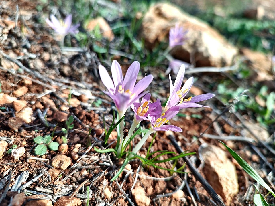 Colchicum Stevenii Blüte Pinke - Kostenloses Foto auf Pixabay - Pixabay