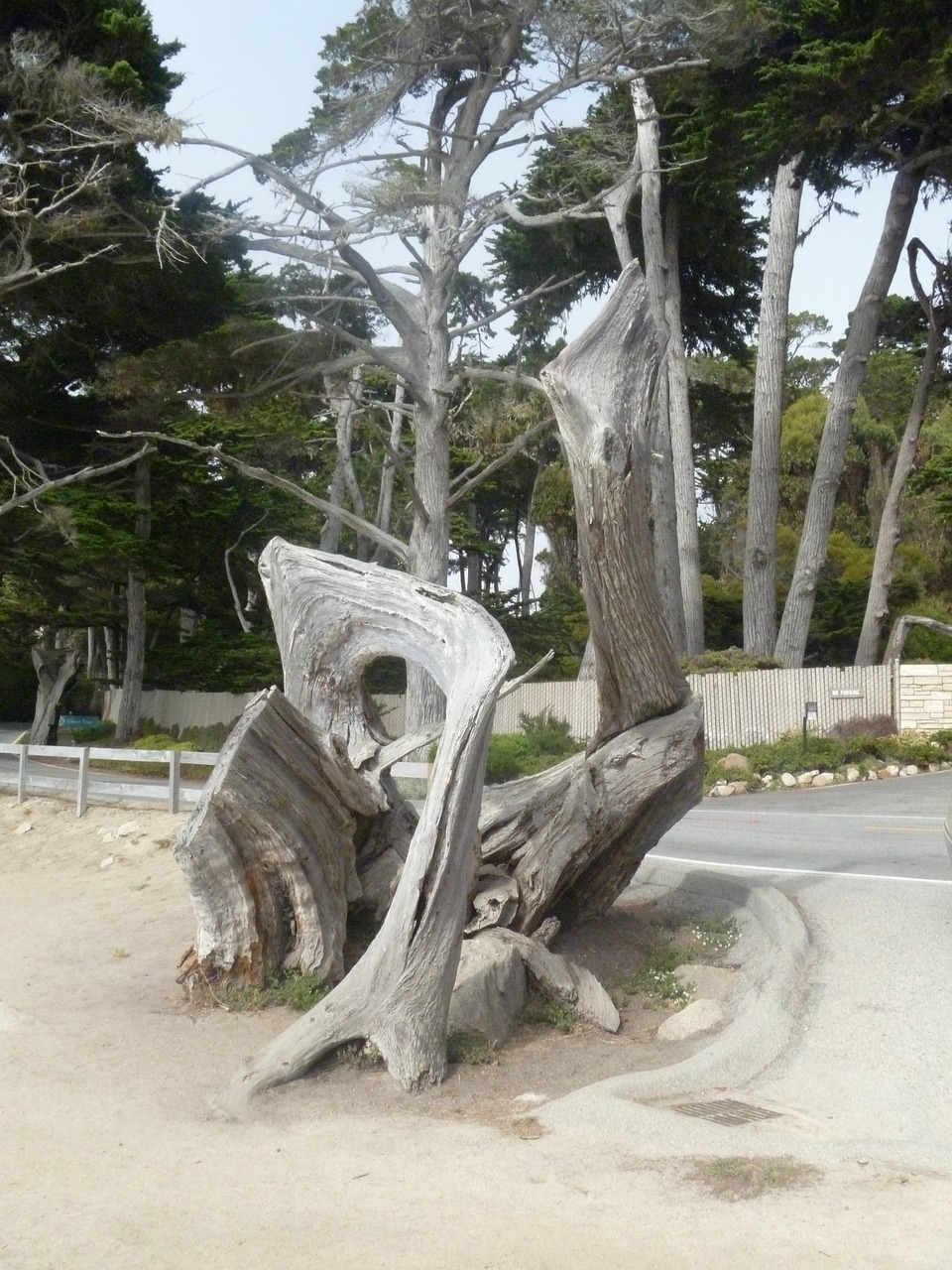 Seven Mile Drive Amazing Camel - Free photo on Pixabay - Pixabay