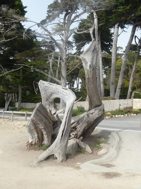 Seven Mile Drive Amazing Camel - Free photo on Pixabay - Pixabay