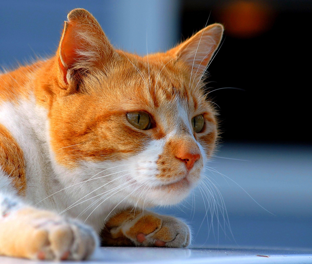 Animal Gato Felino - Foto gratuita no Pixabay - Pixabay