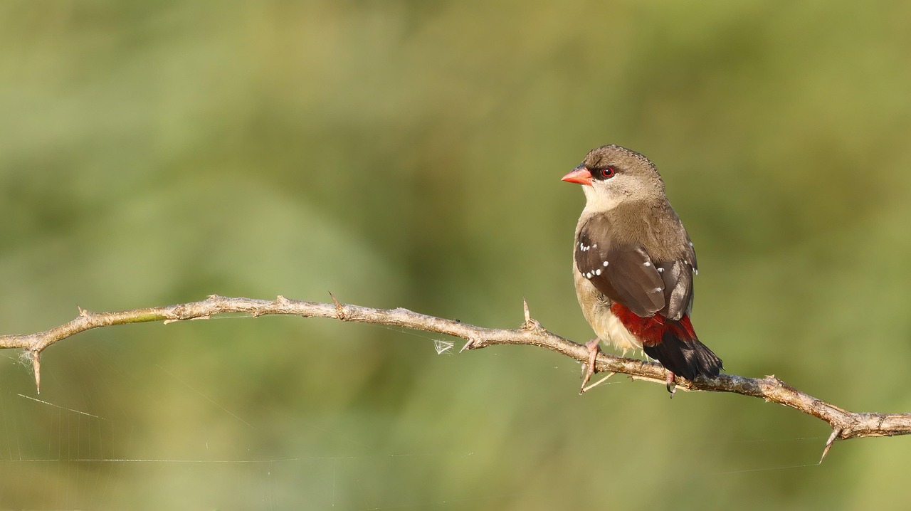 3+ Free Red Avadavat & Finch Images - Pixabay