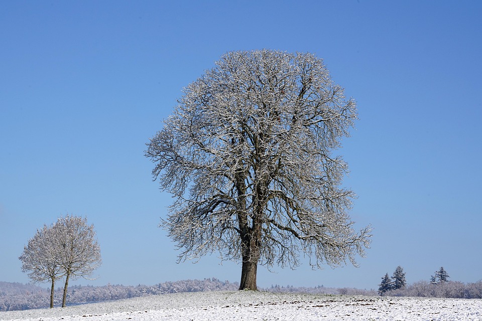 Winter Schnee Kalt - Kostenloses Foto auf Pixabay