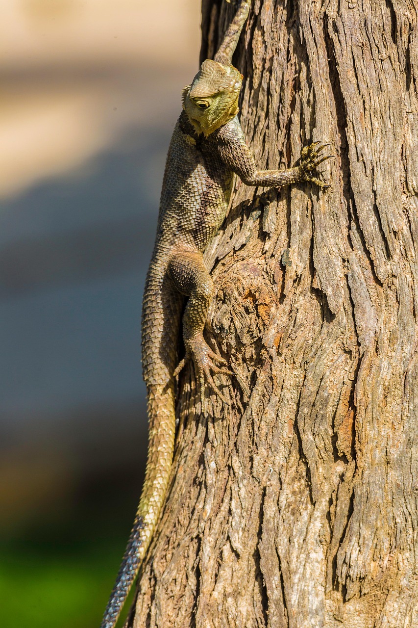 Gekko Reptiel Hagedis - Gratis foto op Pixabay - Pixabay