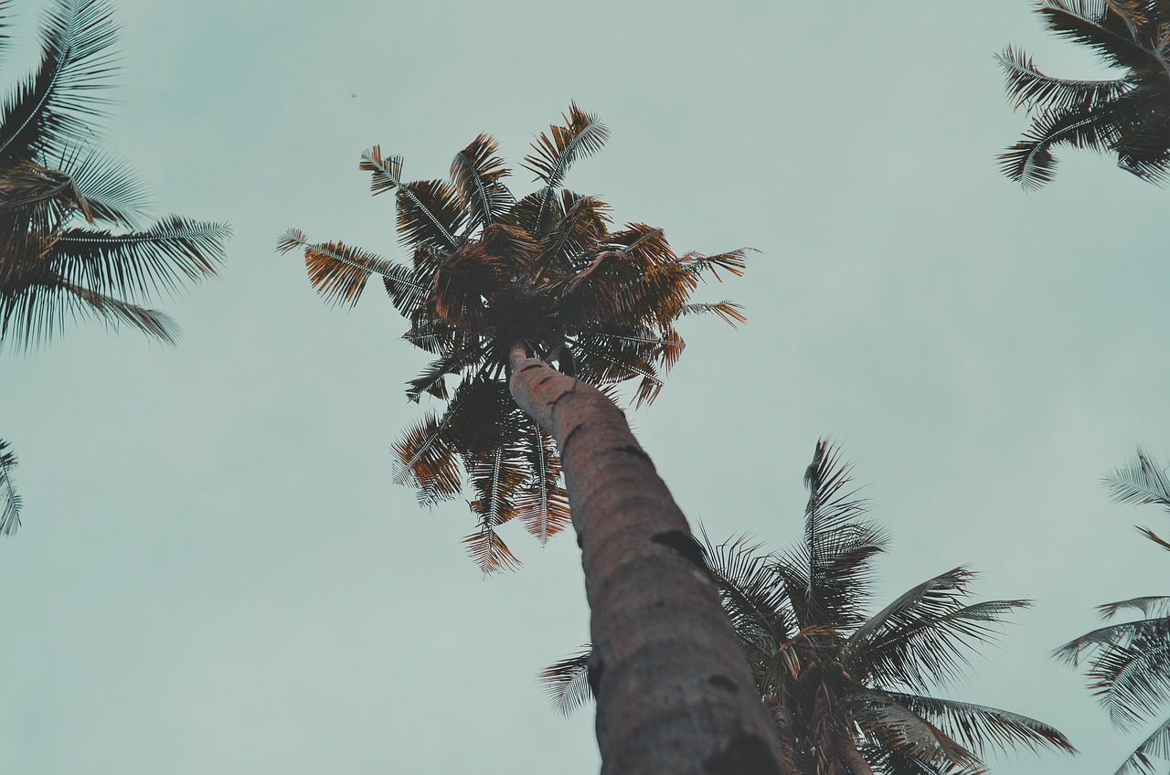 Coconut Tree Tropical - Free photo on Pixabay