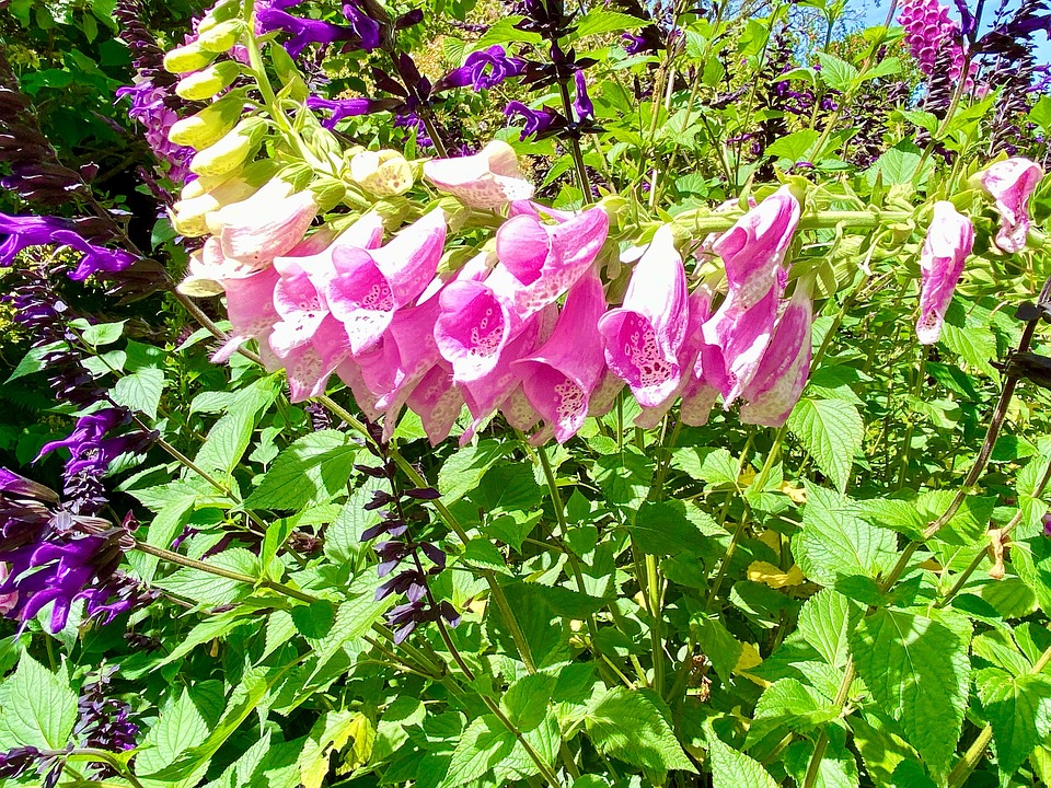 Fleurs Mufliers Muflier - Photo gratuite sur Pixabay - Pixabay
