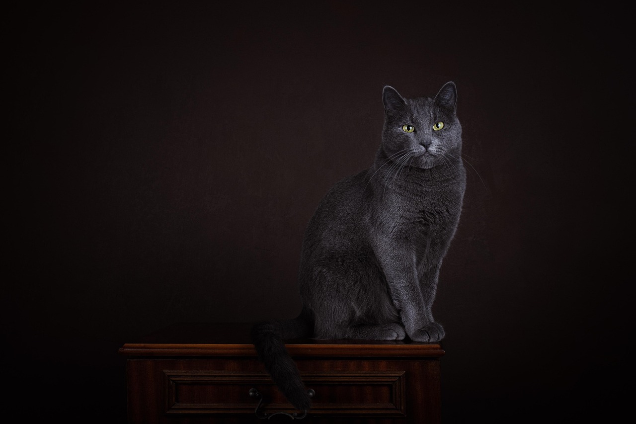 Cat Pet Animal - Free photo on Pixabay