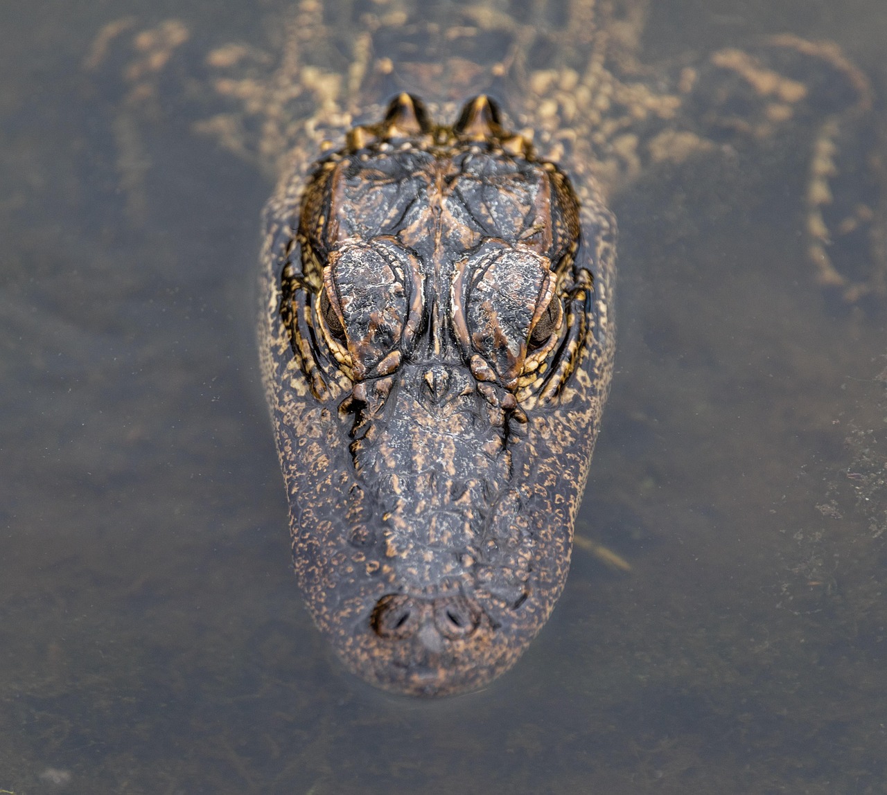 10,000+ Free American Alligators & Alligator Images - Pixabay