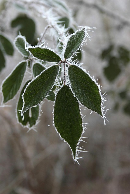 Leaves Frost Plant - Free photo on Pixabay - Pixabay