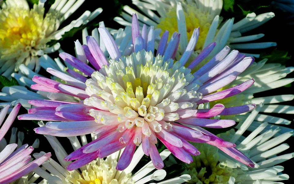 Krisan Bunga-Bunga Warna Warni - Foto gratis di Pixabay