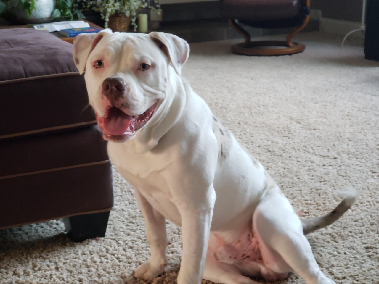 Anjing Bulldog Anak - Foto gratis di Pixabay