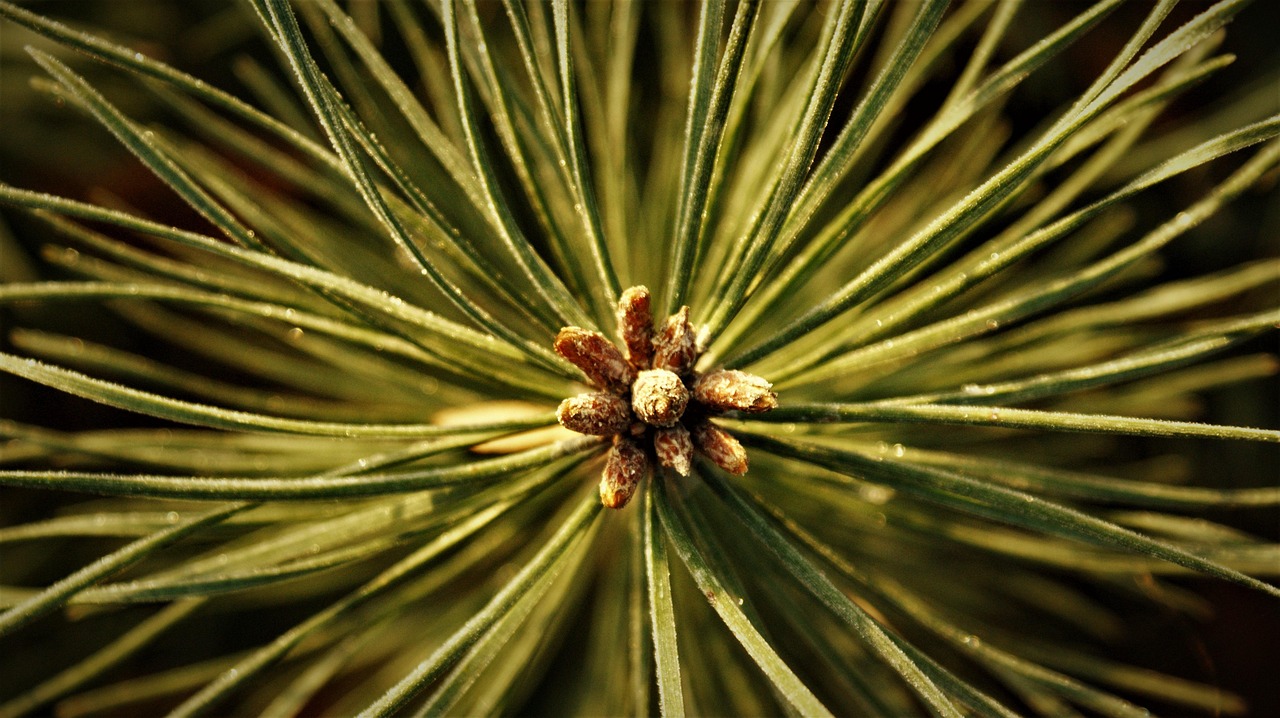 Needles Conifer Woods - Free photo on Pixabay