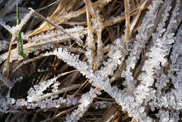 Blades Of Grass Dried Up Dead - Free photo on Pixabay - Pixabay