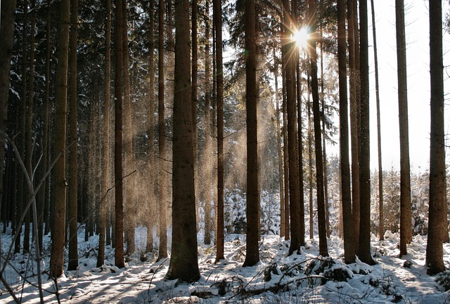Trees Snow Winter Forest - Free photo on Pixabay