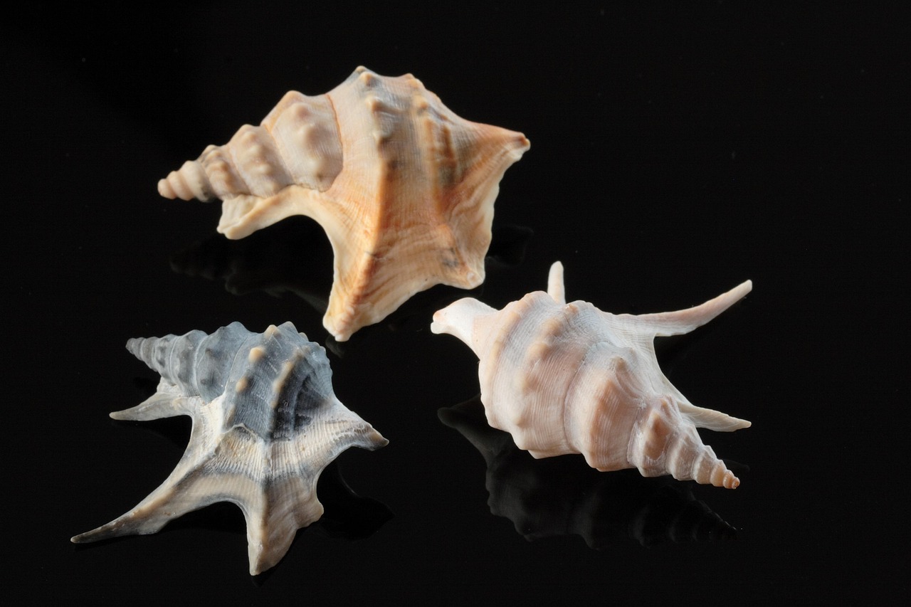 Sea Snail Casing Creatures - Free photo on Pixabay - Pixabay