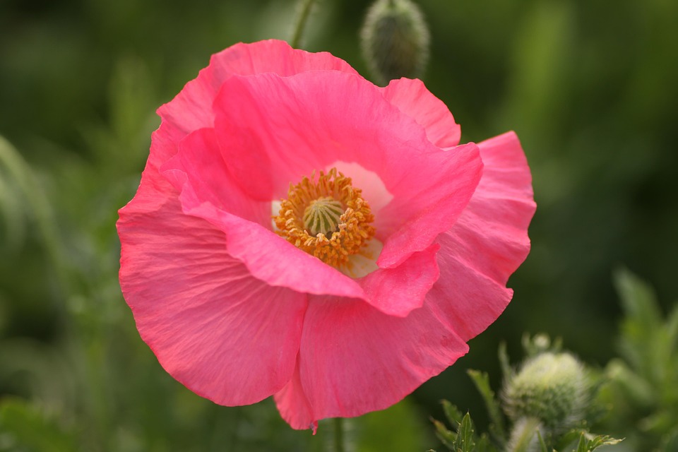 Poppy Flower Spring - Free photo on Pixabay - Pixabay