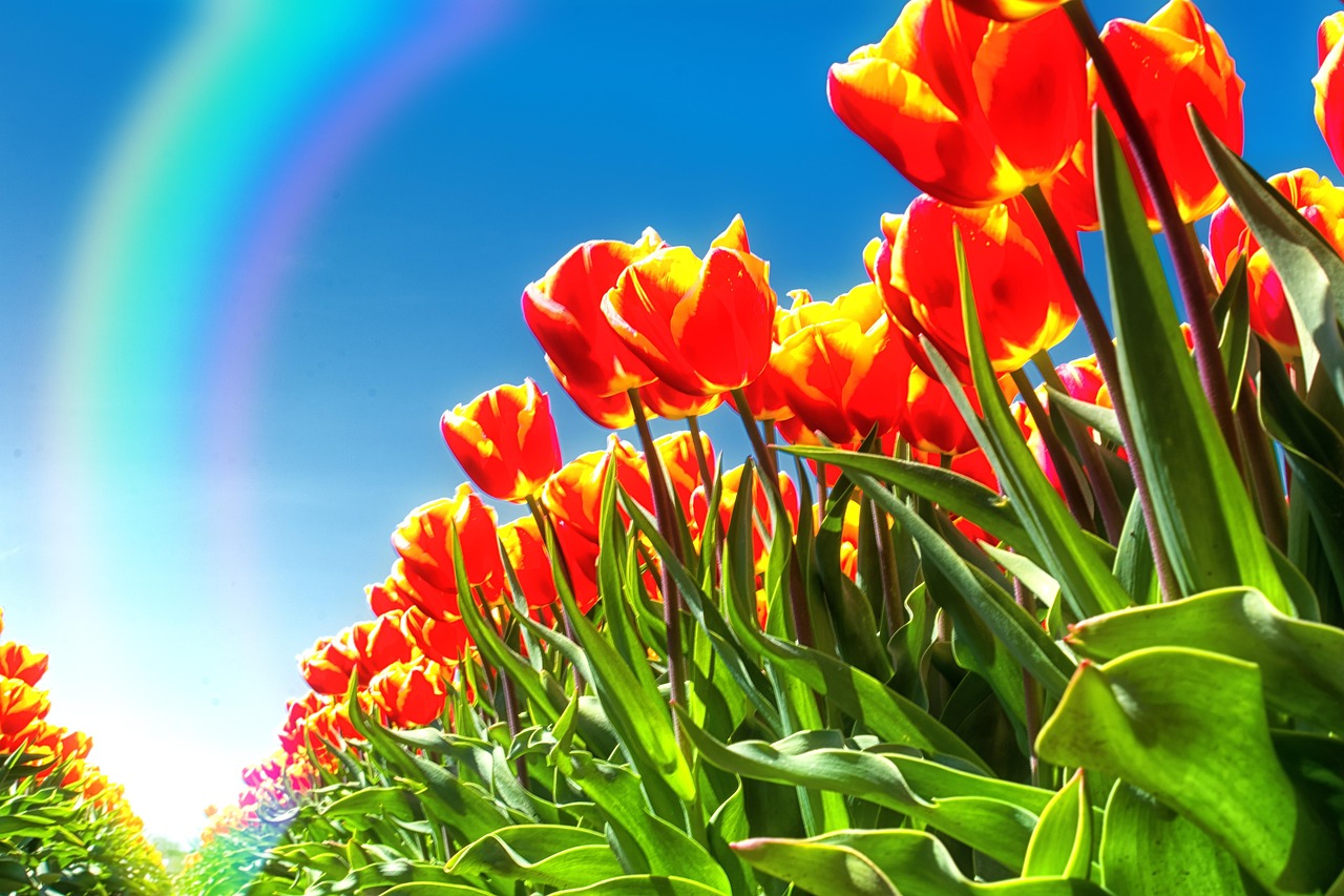 Field Tulips Rainbow - Free photo on Pixabay - Pixabay