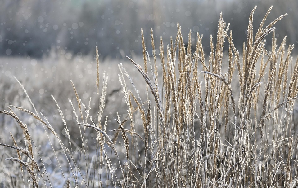 Gräser Winter Frost - Kostenloses Foto auf Pixabay