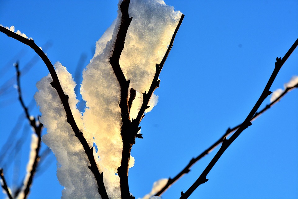 Tree Branch Winter Snow - Free photo on Pixabay