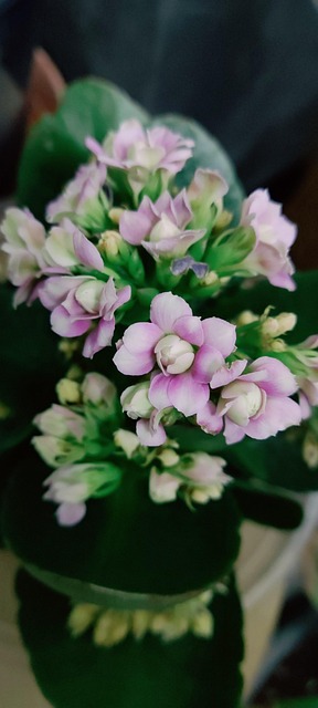 Kalanchoe Tanaman Bunga-Bunga - Foto gratis di Pixabay - Pixabay