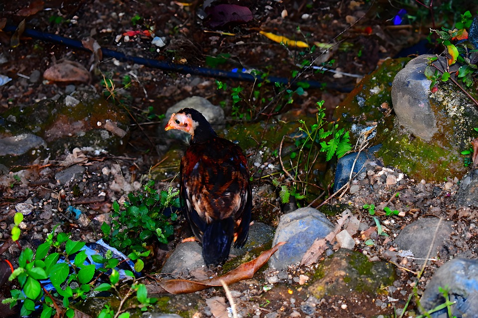 Chicken Animal Chick - Free photo on Pixabay - Pixabay