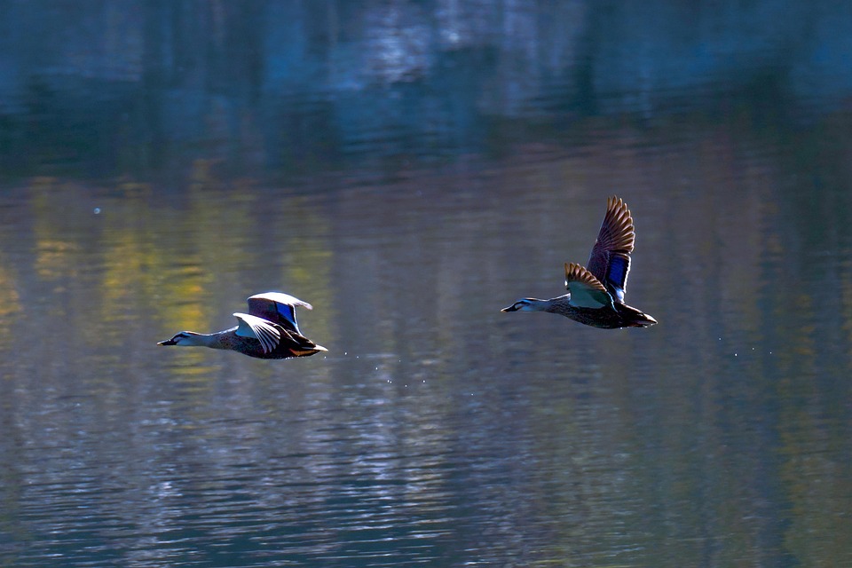 Le Canard Colvert Animal - Photo gratuite sur Pixabay