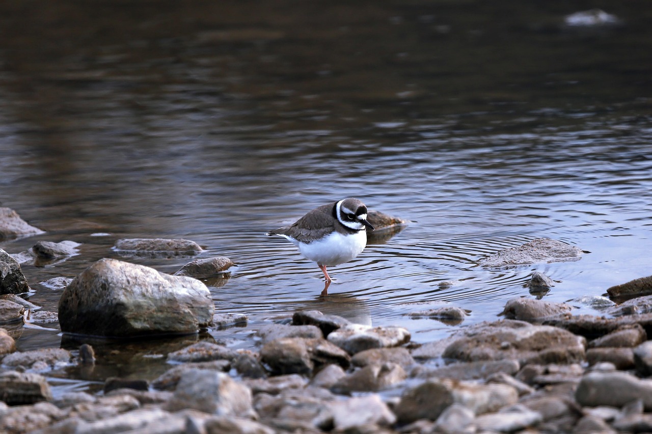 Waterfowl Birds Species - Free photo on Pixabay