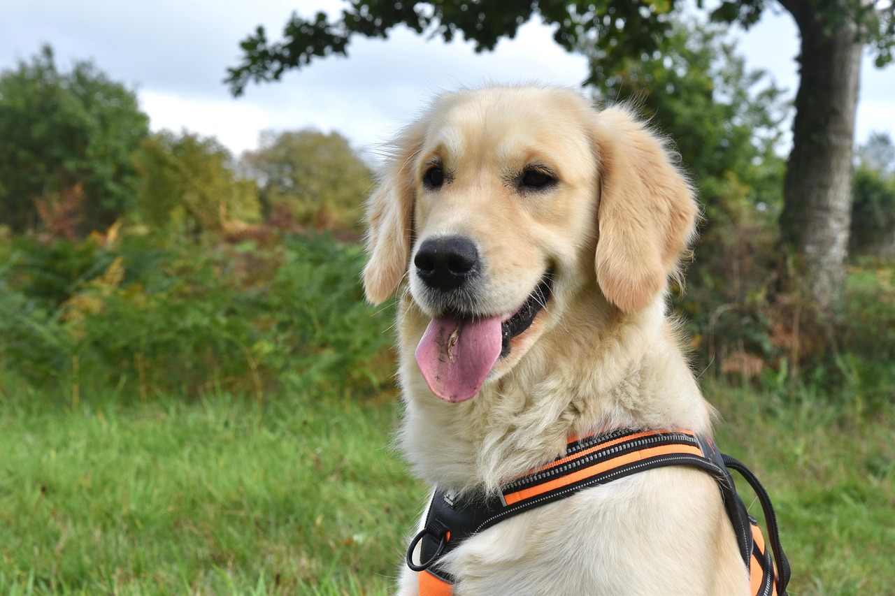 Golden Retriever Breed Dog - Free photo on Pixabay - Pixabay