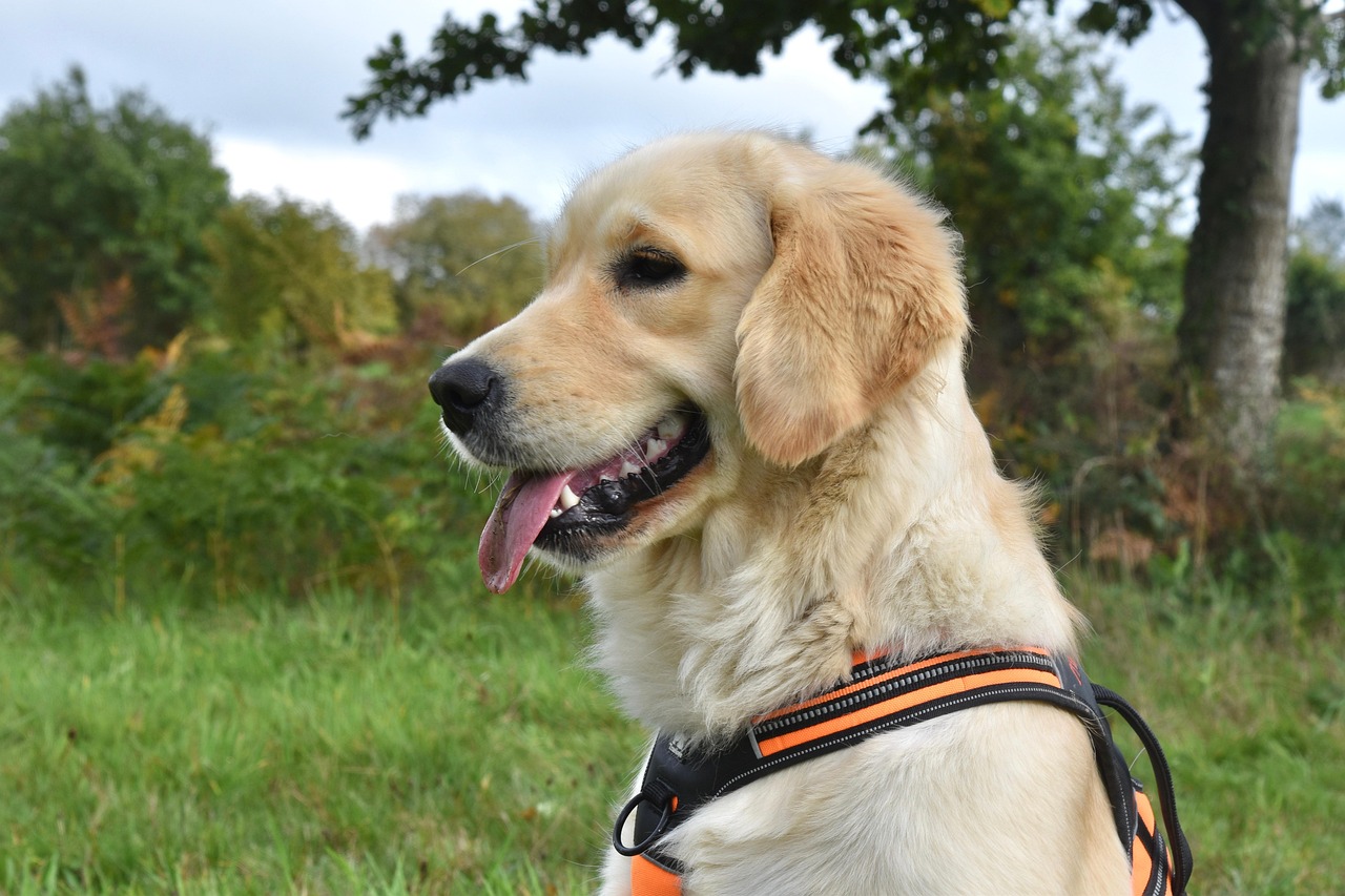 Golden Retriever Dog Female - Free photo on Pixabay